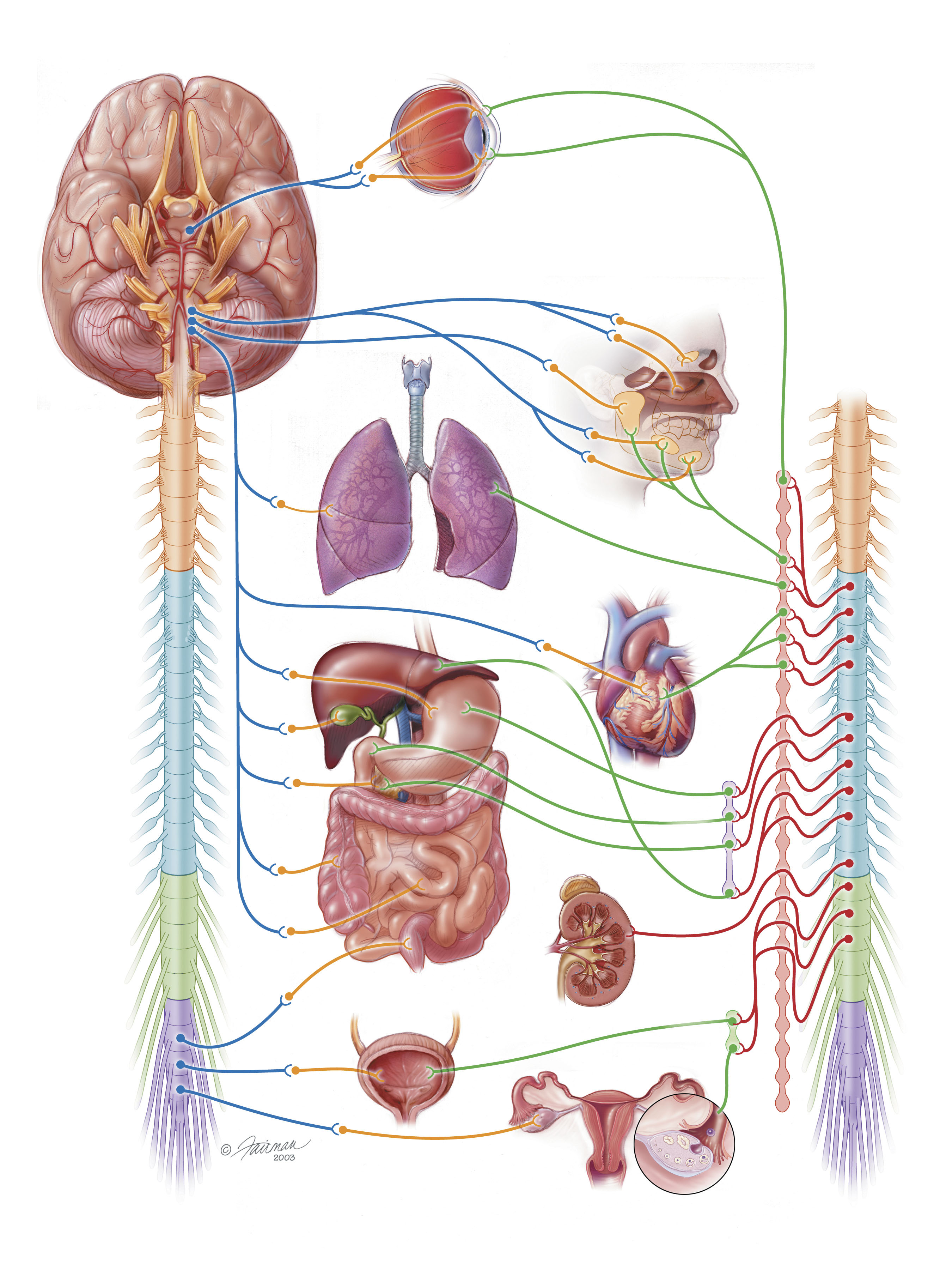 PeripheralANSFinalNoLabels | Illustr8.science